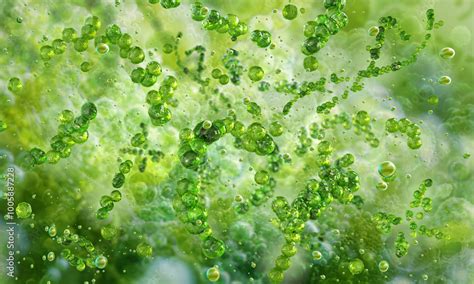 Streptococcus Bacteria Pathogen Gram Positive Cocci Chains Scarlet Fever Disease Strep Throat