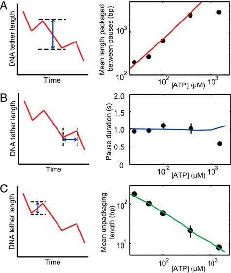 Pause Characteristics Over Different Atp Concentrations A The Mean