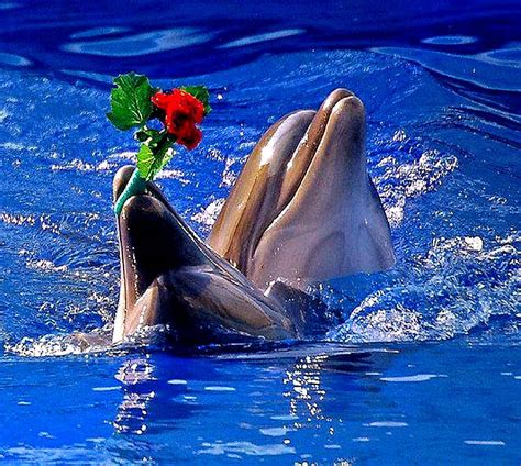 Apple Blossom Wallpaper Dolphins Fresco Apple Blossom Wallpaper Teal