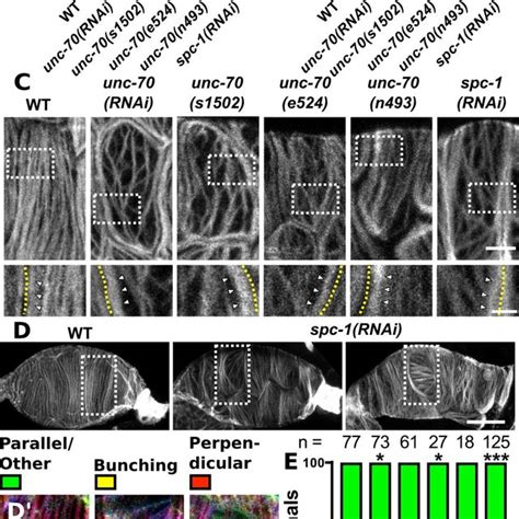 Diagram Of The C Elegans Somatic Gonad A Brightfield Image Of An Download Scientific