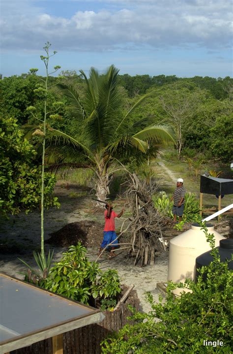 South Englishtown Gazette Goodbye Old Fig Tree