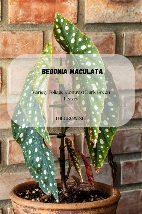 18 Common And Rare Begonia Varieties With Pictures Thegrow