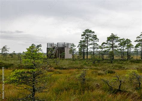 Traditional Bog Landscape With Wet Trees Grass And Bog Moss In The
