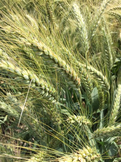 Wheat Durum Field Free Image Download