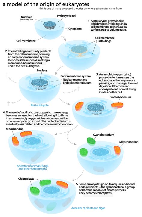 Endomembrane System Flow Chart