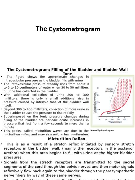 Understanding Cystometrogram And Micturition Pdf Urination Neuroanatomy
