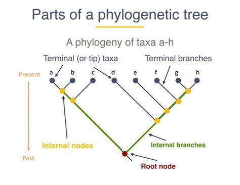 Microbial Diversity Part 2 Reading Phylogenetic Trees Ppt