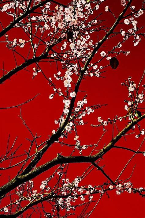 17 Red Sakura Wallpapers Wallpapersafari 51 Off