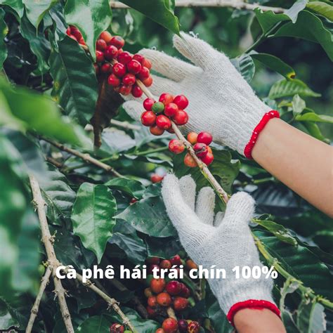 Giá Cà Phê Lâm đồng Lâm Hà Hôm Nay Xưởng Rang Cà Phê Hotair