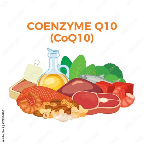 Coenzyme Q10 Coq10 In Food Icon Vector Coenzyme Q10 Food Sources