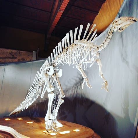 Ouranosaurus Skeleton Ouranosaurus Lgti Dinosaur Toy Blog