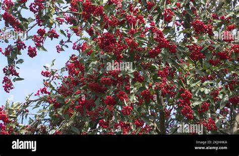 Branch With Small Red Sorbus Pomes Fruits Of Sorbus Borcassii Jay Stock Video Footage Alamy