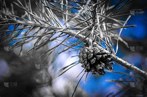 生长在树枝上的球果