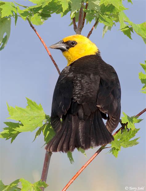 Yellow Headed Blackbird Xanthocephalus Xanthocephalus South Dakota