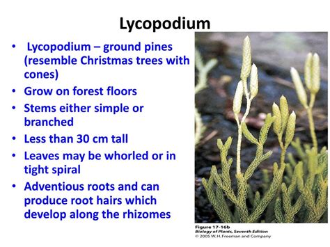 Phylum Lycophyta Club Mosses