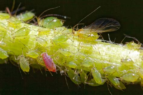 300 Free Aphid And Nature Photos Pixabay