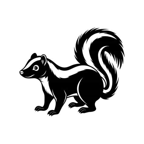 760 Skunk Clip Art Stock Illustrations Royalty Free Vector Graphics