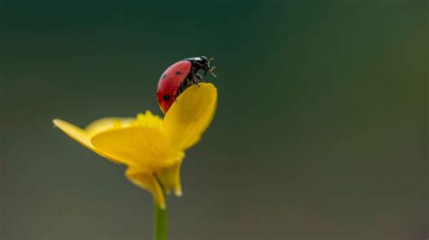 Good Bugs Vs Bad Bugs Whats Really In Your Garden