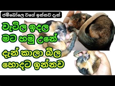 Dadu Lena දඩුලේනා දඩු ලේනා ගැන විස්තර Dadu Lena English Name