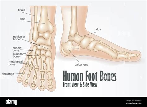 Anatomy Foot Bones Anatomy For Runners The Foot And Ankle
