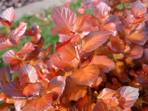 Acalypha The Cameron Team