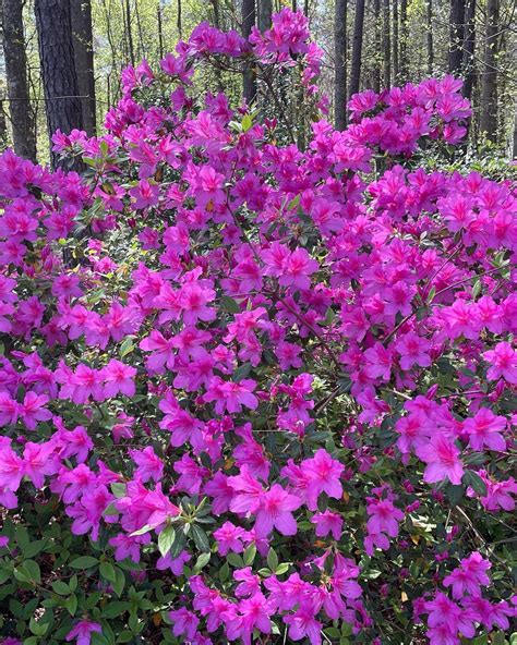 Azalea ‘formosa Pooler Plant Pick Up Station