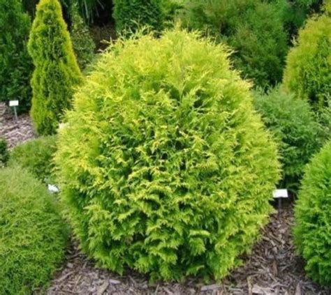Dwarf Arborvitae Varieties Arborvitae In Square Container Uv