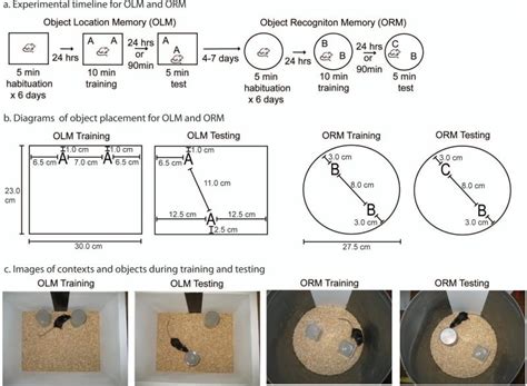 Examining Object Location And Object Recognition Memory In Mice Pmc