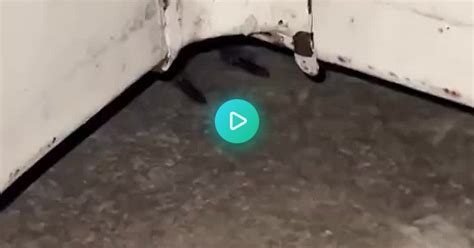 Tarantula Album On Imgur