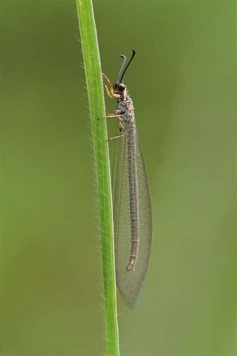 15 Bugs With Clear Wings Pictures And Identification
