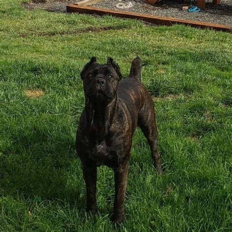 Black Cane Corso