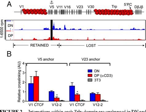 Figure 2 From Development Conformation During Thymocyte Tcrb In Domain