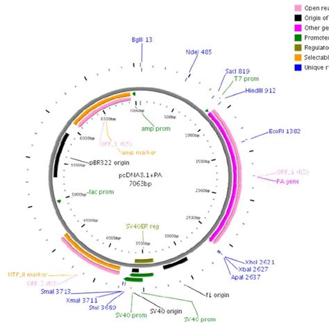 Pcdna31pa Vector Pa Gene Was Cloned Into The Multiple Cloning Sites