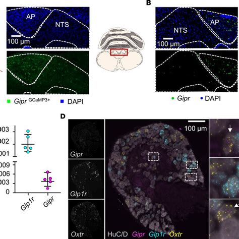 Gipr Neurons In The Nts Project To The Pbn And Pvh A And B Gipr Cre