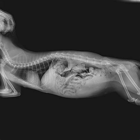 Is This Cat Pregnant And How Many Weeks Will She Give Birth R Cat