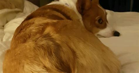 Corgi Bum Album On Imgur