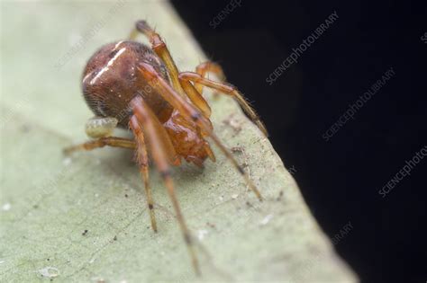 Eyeless Orb Weaver Spider With Parasite Stock Image C0524651