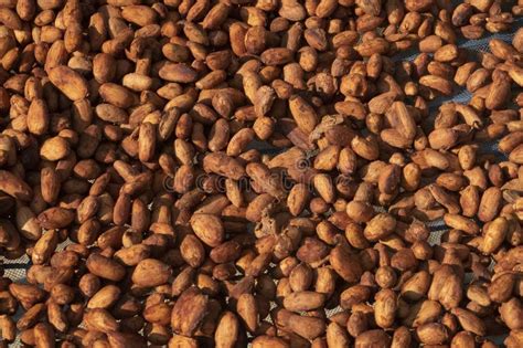 Cocoa Beans Or Cacao Beans Being Dried On A Drying Platform After