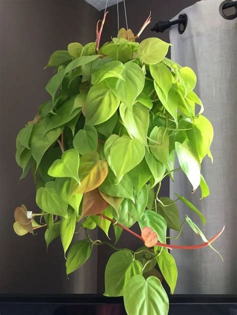 Top 27 Indoor Vining Plants And Climbers Turn Your Home Into A Green