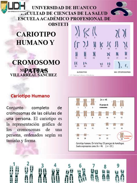 Cariotipo Humano Pdf Síndrome De Down Cariotipo