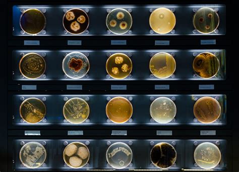 Microbial Identification Bruker