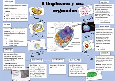 Diagrama Del Citoplasma Histologia Estructura Del Citoplasma Completo