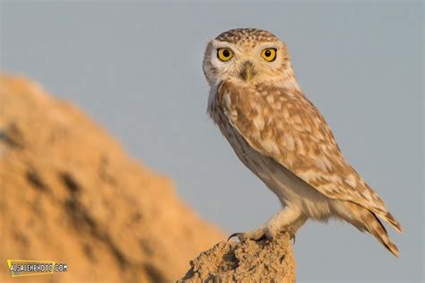 Lilith Owl Animais