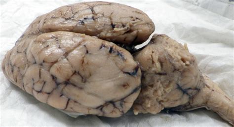 Sheep Brain External View Diagram Quizlet