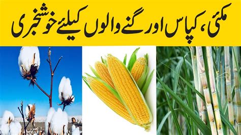 مکئی، کپاس اور گنے والوں کیلئے خوشخبری Youtube