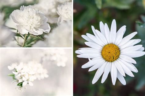 White Flowers Names