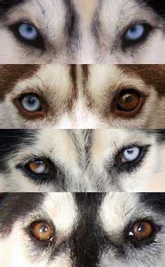 Alaskan Husky Eye Colors