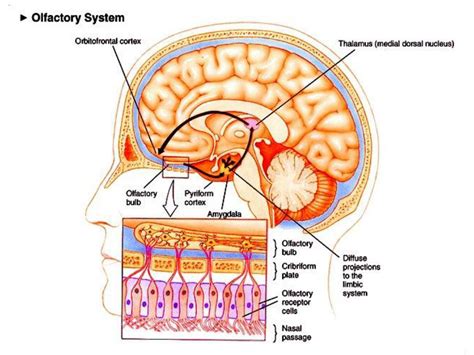 Ppt Olfactory Pathway Powerpoint Presentation Free Download Id3107907