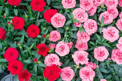 Small Red Carnations Pattern Natural Blooming Texture Background Top