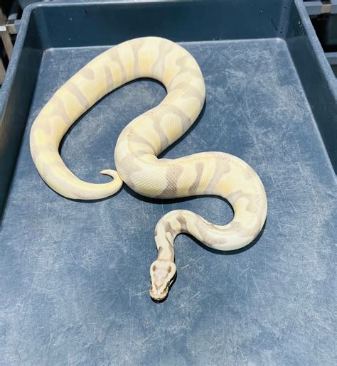 25 Off Listed Price Pastel Orange Dream Yellowbelly Enchi Desert